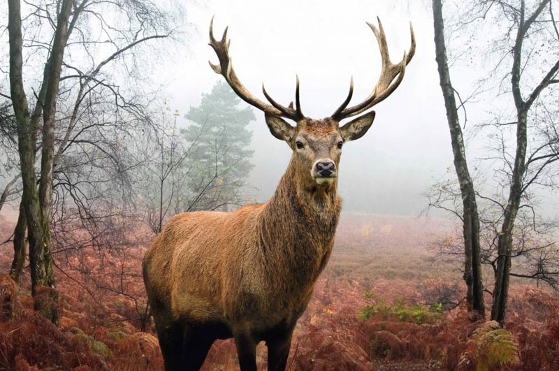 Deer in Forest